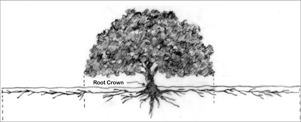 Foundation Fundamentals: Your Key to Structural Stability | Groom ...
